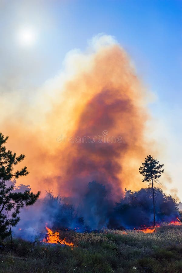 Wind Blowing on a Flaming Trees during a Forest Fire. Stock Image ...