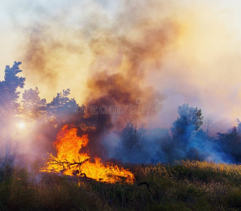 Wind Blowing on a Flaming Trees during a Forest Fire. Stock Image ...