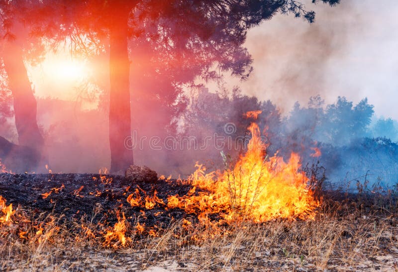 Wind Blowing on a Flaming Trees during a Forest Fire. Stock Image ...