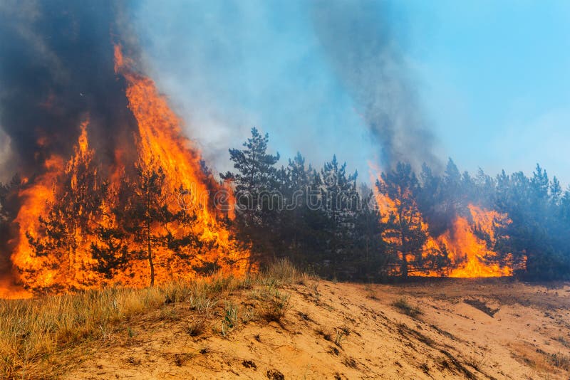 Wind Blowing on a Flaming Trees during a Forest Fire. Stock Image ...