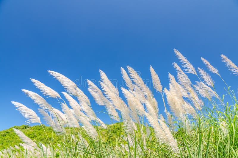Wind Blowing through Flower Grass Stock Photo - Image of blow, blooming ...