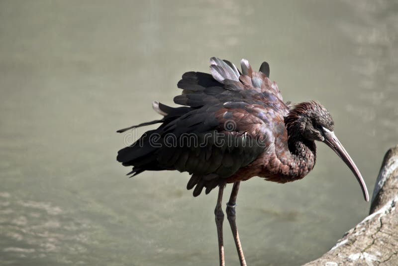 This is a Side View of a Glossy Ibis Stock Image - Image of waddle ...