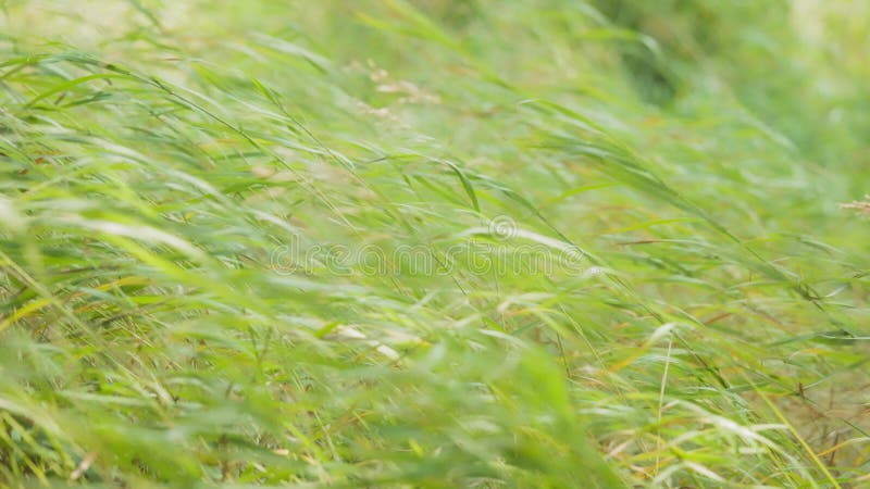 Wind Blowing the Green Grass in the Field Stock Video - Video of ...