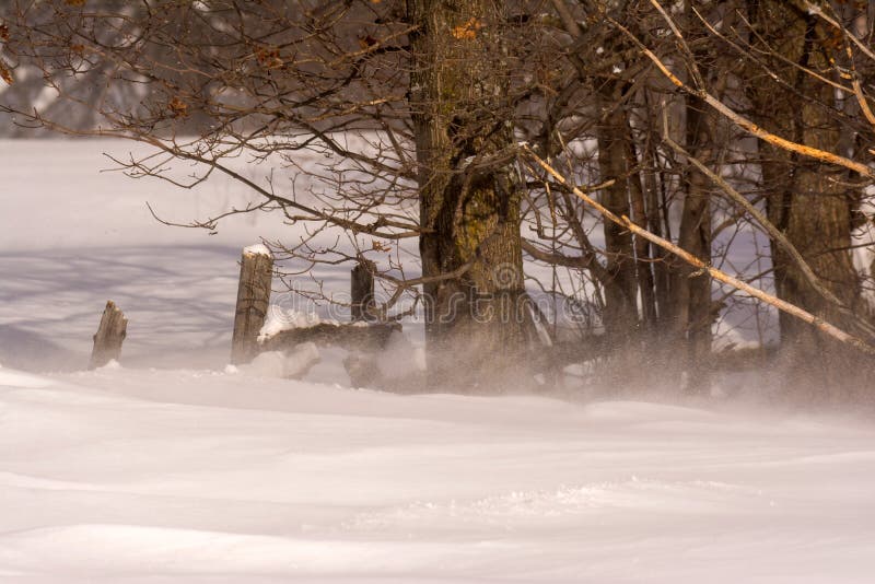 Wind Blowing Hard in Winter Stock Image - Image of blizzard, tree ...