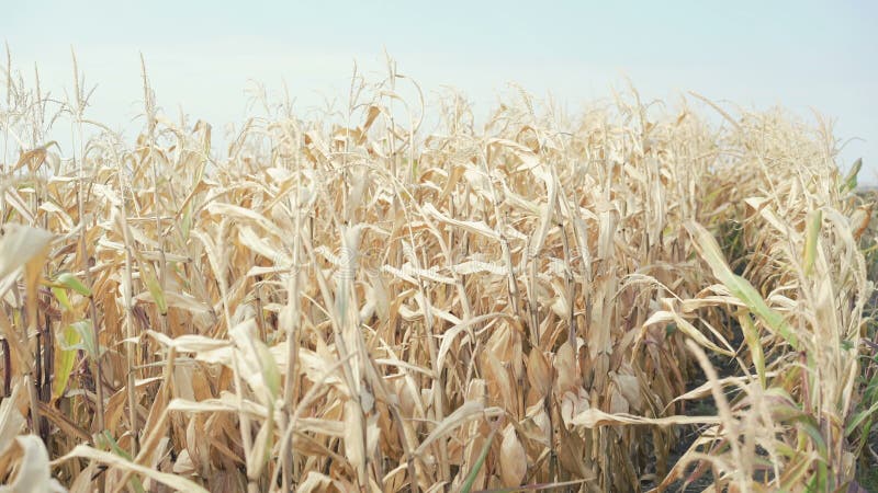 Wind Blowing and Moving a Ripe Corn Leaves on Sky Background in 4K ...