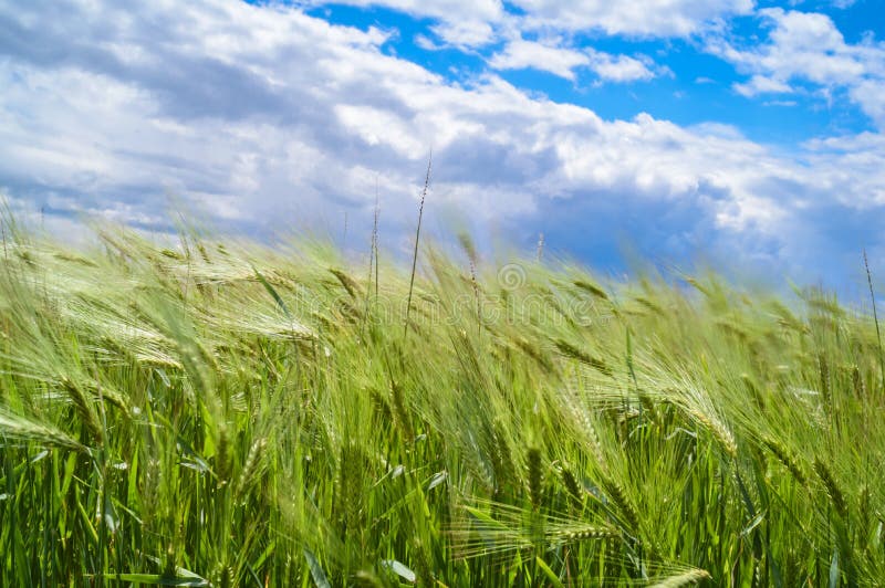Wind Blowing Over Wheat Crop Stock Image - Image of rural, environment ...