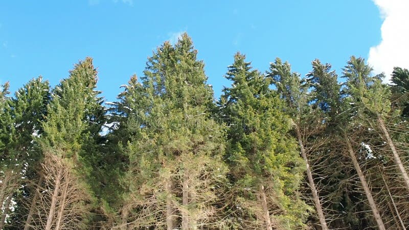 Wind Blowing through Pine Tree Above Diablo Lake Stock Video - Video of ...