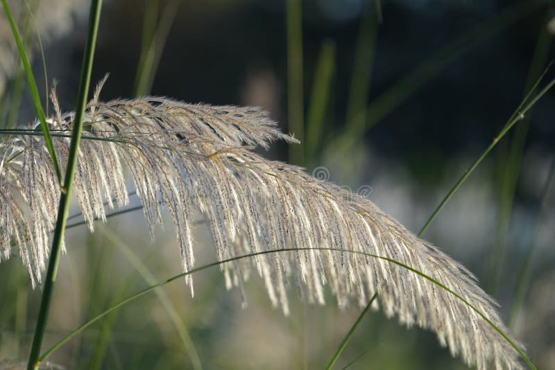 Reeds Flower in the Wind Green Leaf Natural Stock Photo - Image of ...