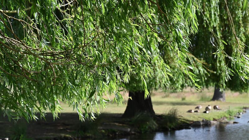 Wind Blowing the Weeping Willow Tree Stock Footage - Video of scenery ...
