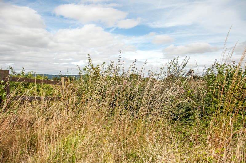Wind Blowing through the Wild Grass. Stock Image - Image of meadow ...