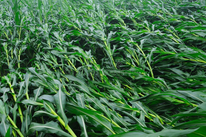 Wind-blown corn stock photo. Image of natural, field - 25923200