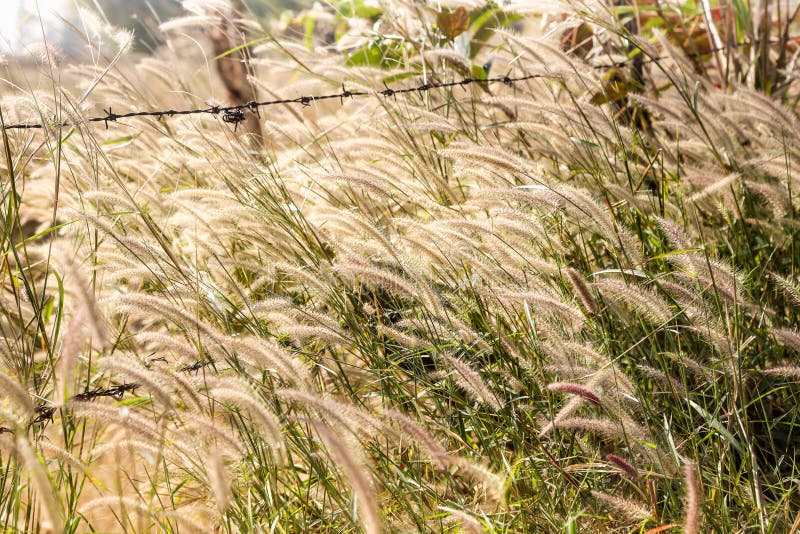 Wind blown grass stock image. Image of long, lalang, grass - 39399339