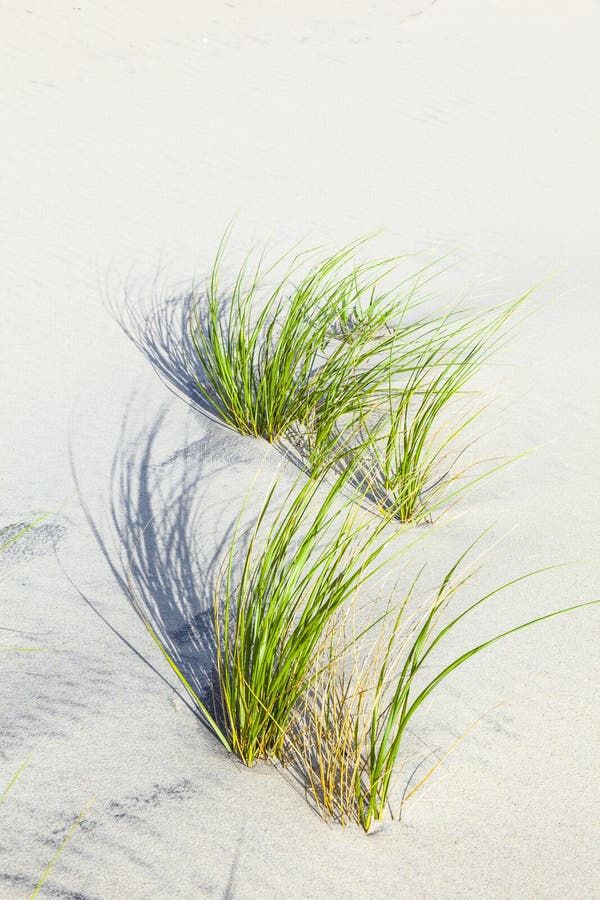Wind Blown Grass on Sand Dune Stock Image - Image of natural, landscape ...