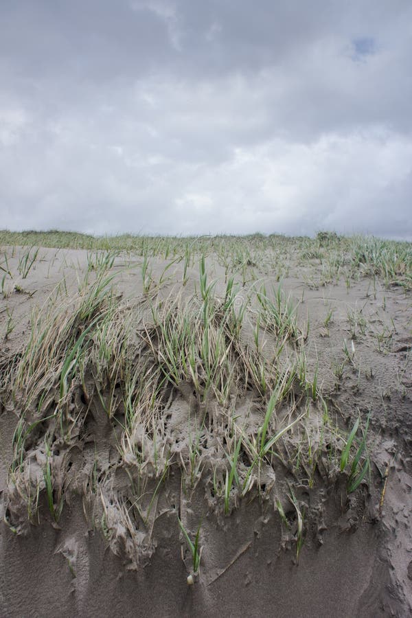 Wind Blown Grass on Sand Dune. Oregon Coast Stock Image - Image of ...
