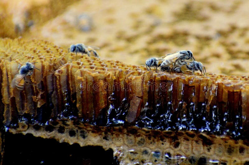 Honey bees stock image. Image of summer, hardwork, trees - 190807045