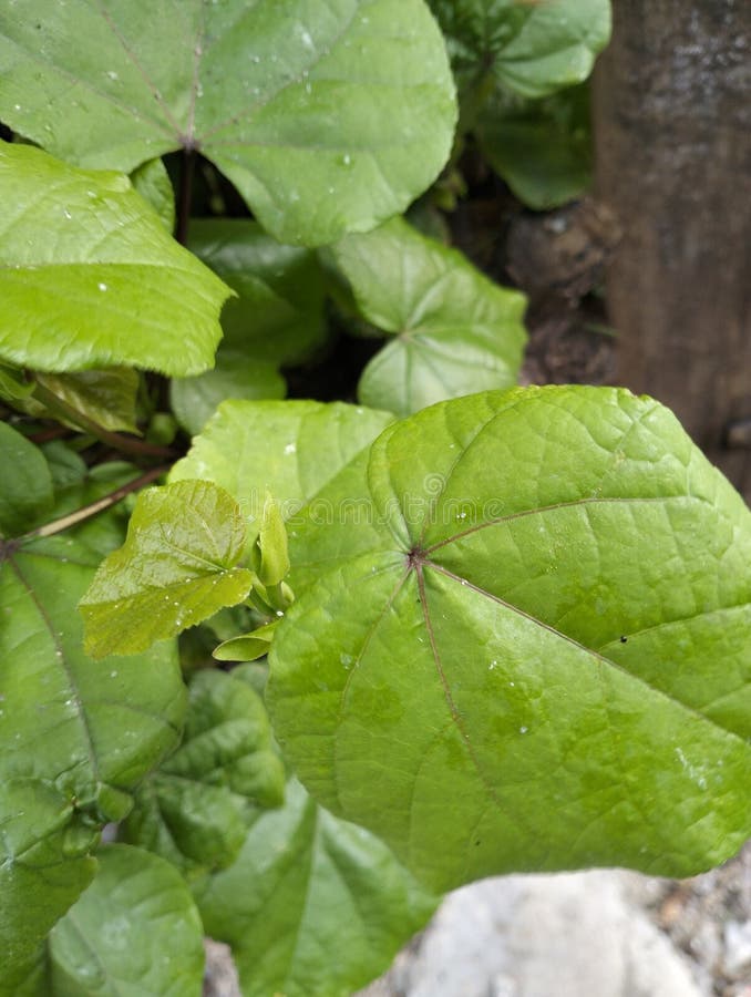 Wind blown leaves in yard stock photo. Image of leaves - 272255254