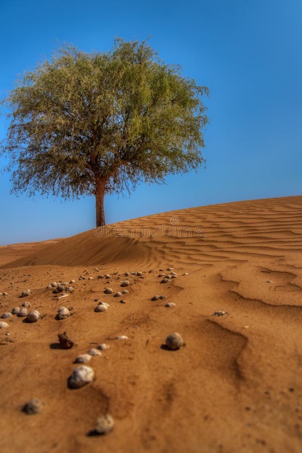 Wind Blown Patterns in the Desert Sand Stock Image - Image of arabia ...