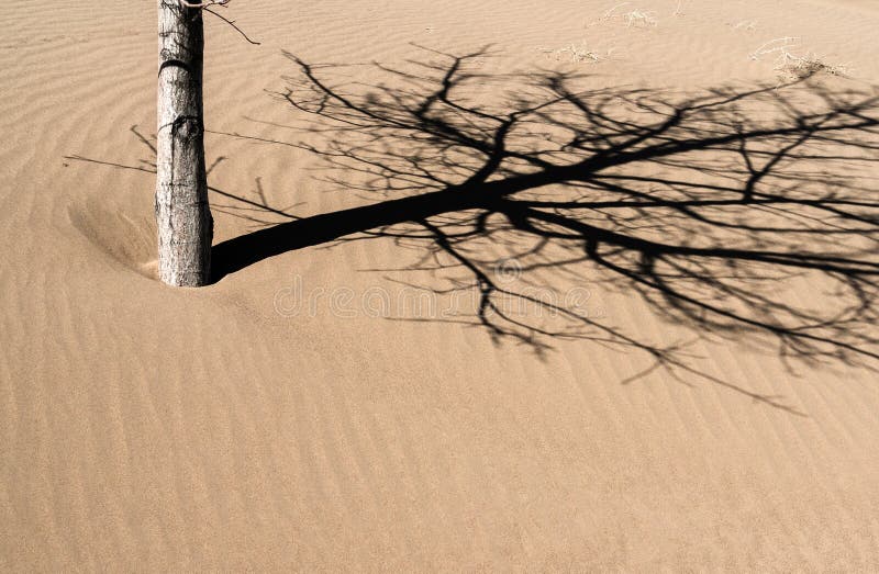 Tree shadow in the sand stock image. Image of pattern - 206019349