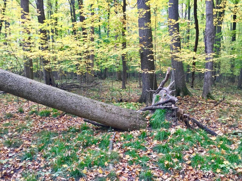 Wind blown tree stock photo. Image of trees, forest - 172006764