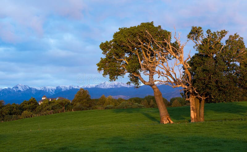 Wind Blown Trees stock image. Image of house, flora, scenery - 32058129