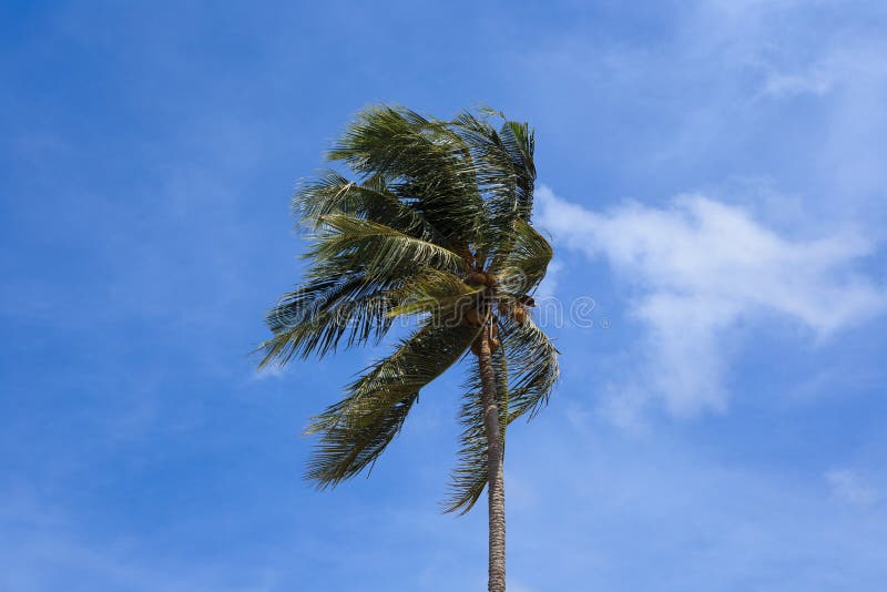 Wind in Coconut Trees, Panglao Island, Bohol, Philippines Stock Photo ...
