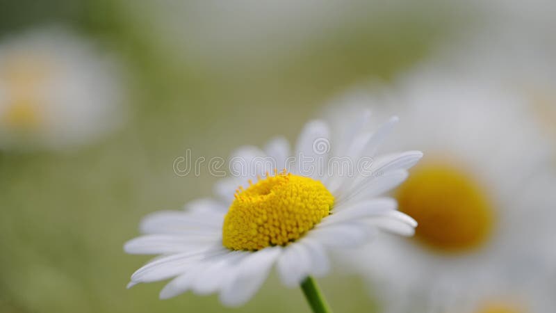 Wind Blows through a Daisy Flower, Showcasing Spring S Beauty in a ...