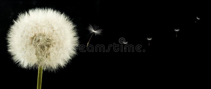 Wind Blows Dandelion Seeds. Dandelion on a Black Stock Photo - Image of ...
