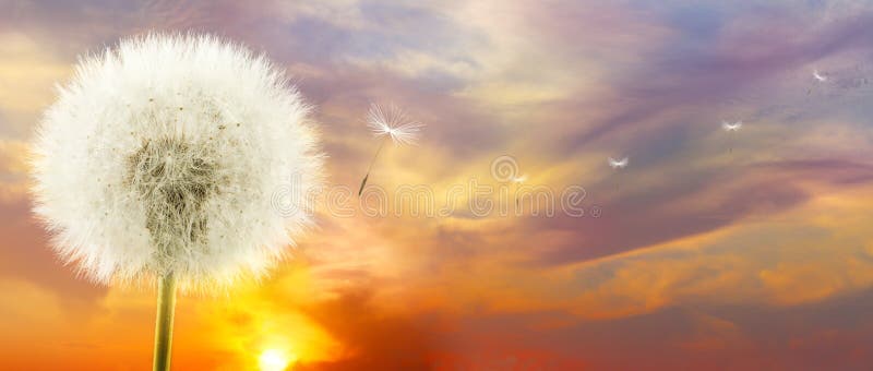 The Wind Blows Dandelion Seeds Stock Image - Image of fluffy, bloom ...