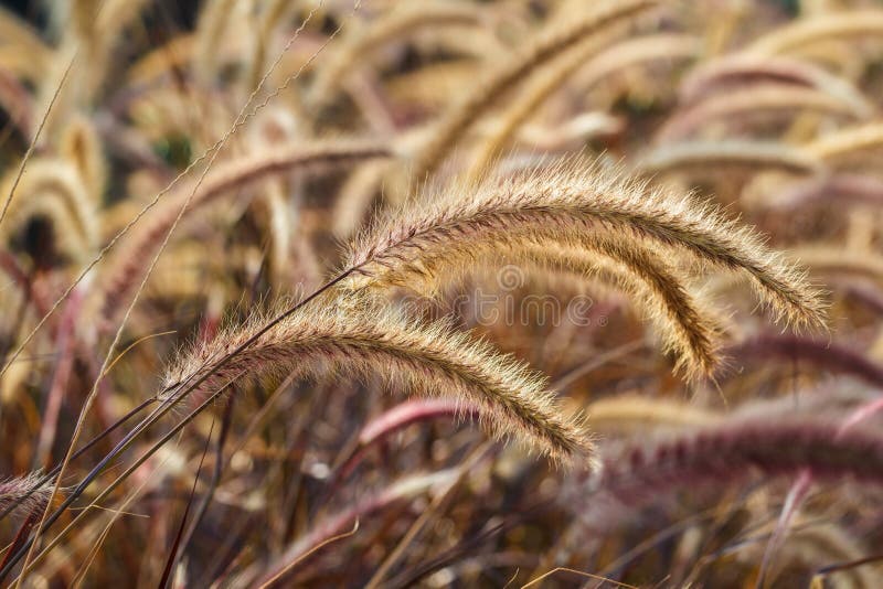 Squirrel tail grass stock image. Image of abstract, white - 112003697