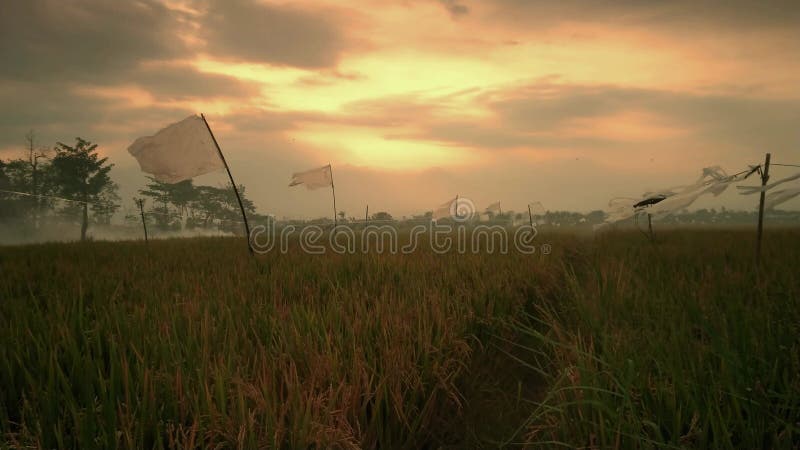The Wind Blows the Rice that Grows in the Rice Fields in the Afternoon ...