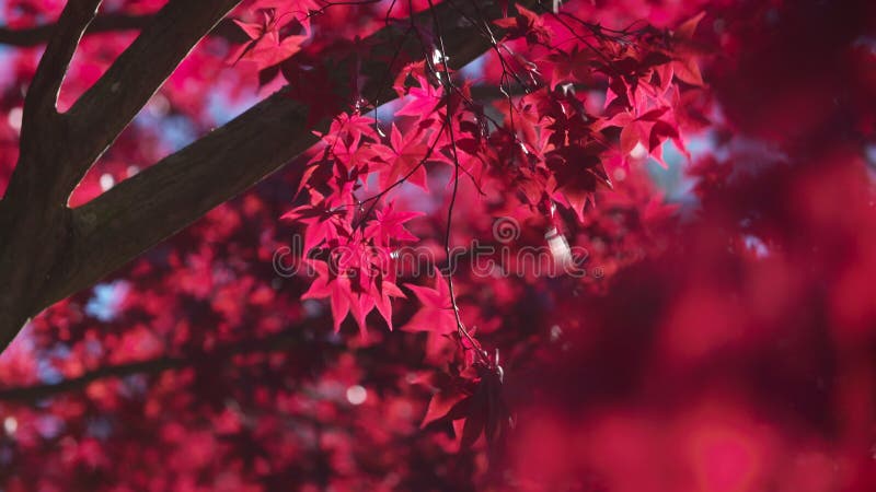 The Wind Blows Vibrant Red Leaves of a Maple Tree in Fall Stock Footage ...
