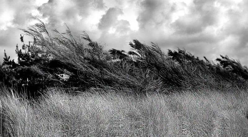 Wind in the branches stock photo. Image of france, ouragan - 84388646