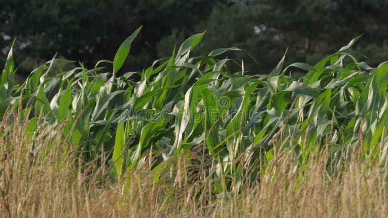 Wind Breeze Blowing at Wild Grass and Corn Field, Medium Static Shot ...