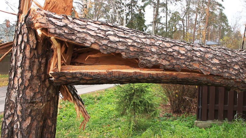 Wind Broke a Large Pine Tree Stock Video - Video of house, fallen ...