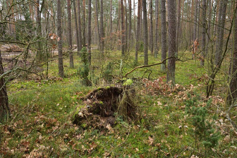 The Wind Broke the Tree. Roots and Trunk of an Overturned Tree Stock ...