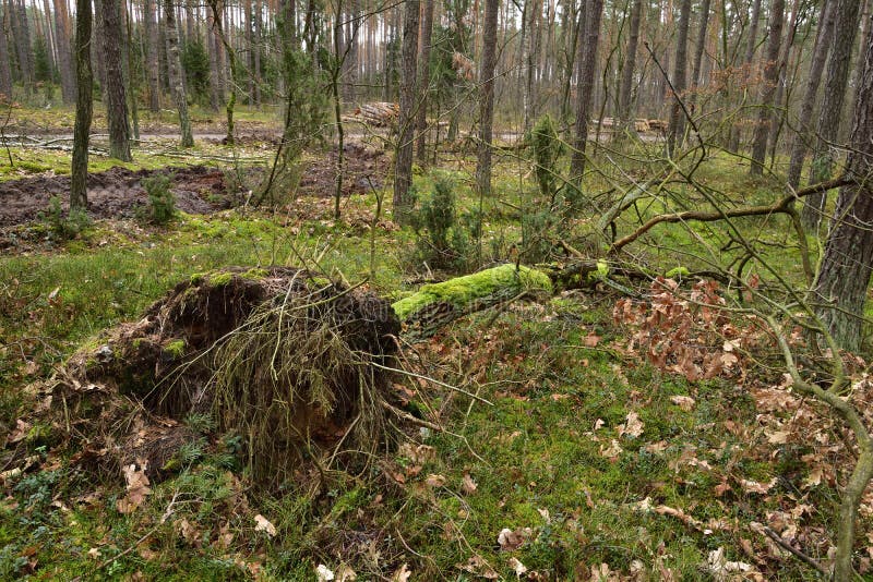 The Wind Broke the Tree. Roots and Trunk of an Overturned Tree Stock ...