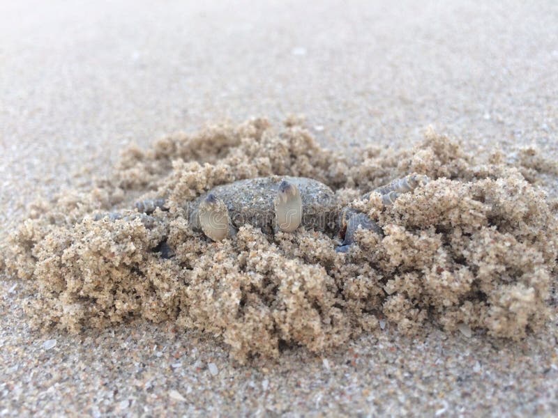 The Wind Crab stock image. Image of seaanimals, wind - 140633351