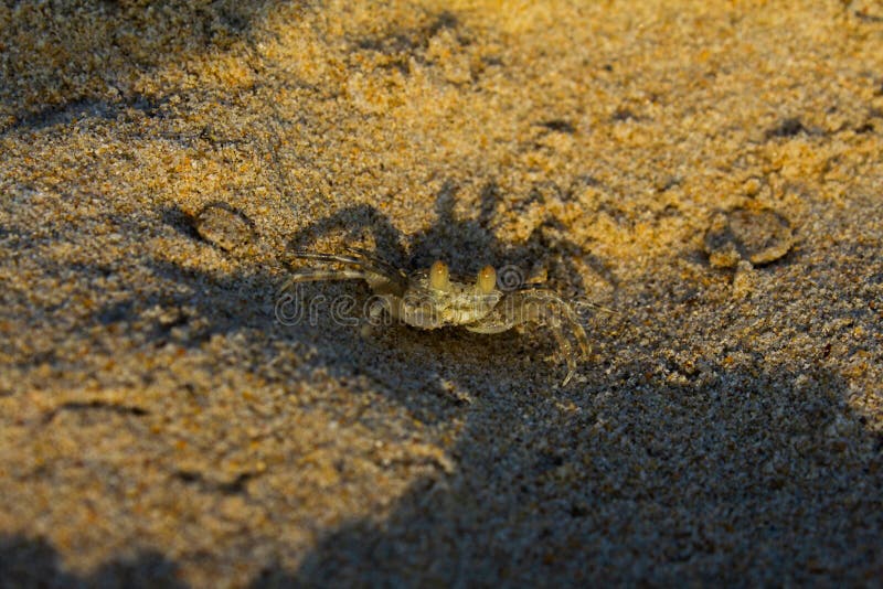 The Wind Crab stock image. Image of crabs, animal, live - 140633357