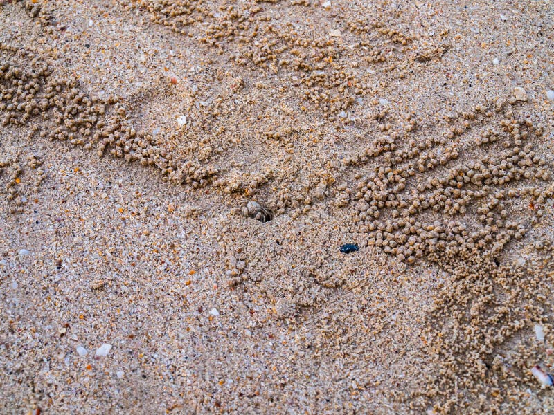 Wind crab stock photo. Image of animal, wind, life, small - 45287790