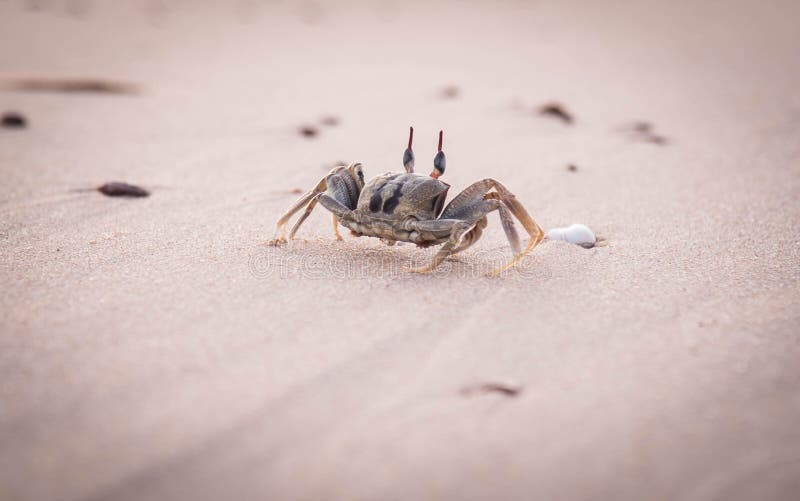 Wind Crab or Ghost Crab on the Tropical Country Beach Stock Photo ...