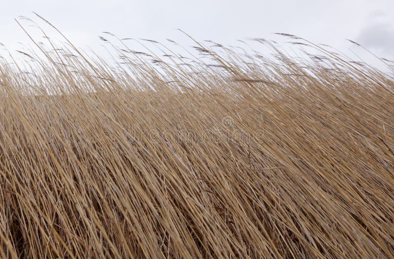 Reeds bent by the wind stock image. Image of wheat, season - 195172055
