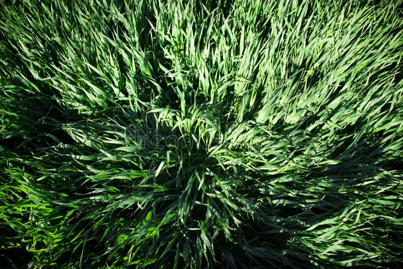 Wind effect on wheat stock image. Image of natural, sunny - 146195255