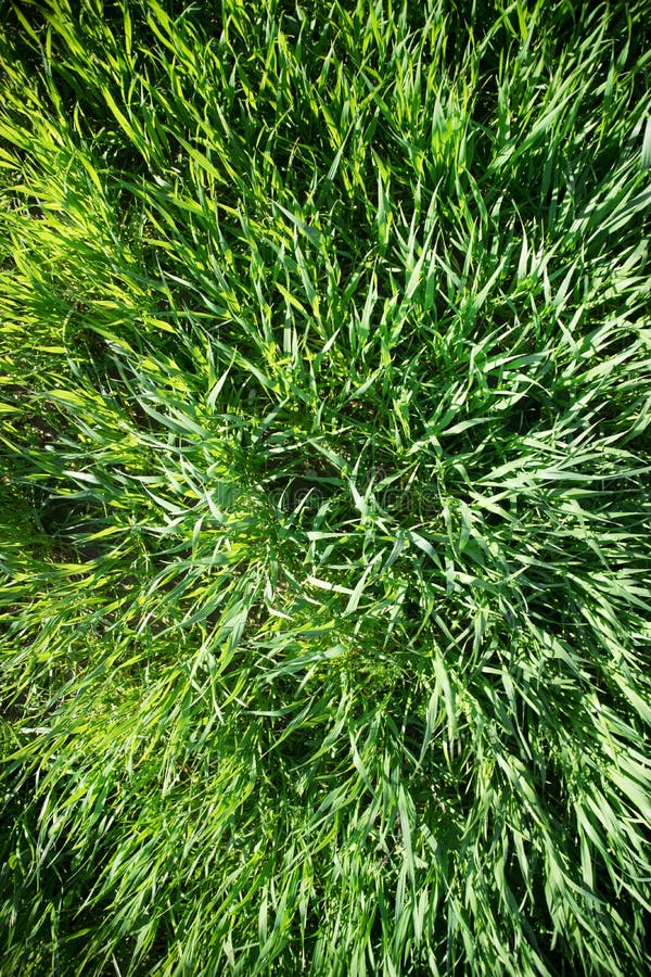 Wind effect on wheat stock photo. Image of cereal, harvest - 146195312