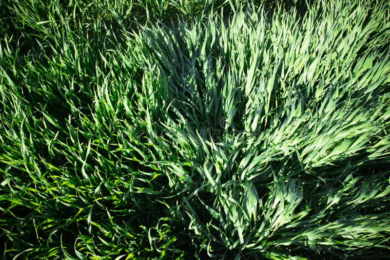 Wind effect on wheat stock image. Image of grain, field - 146195405