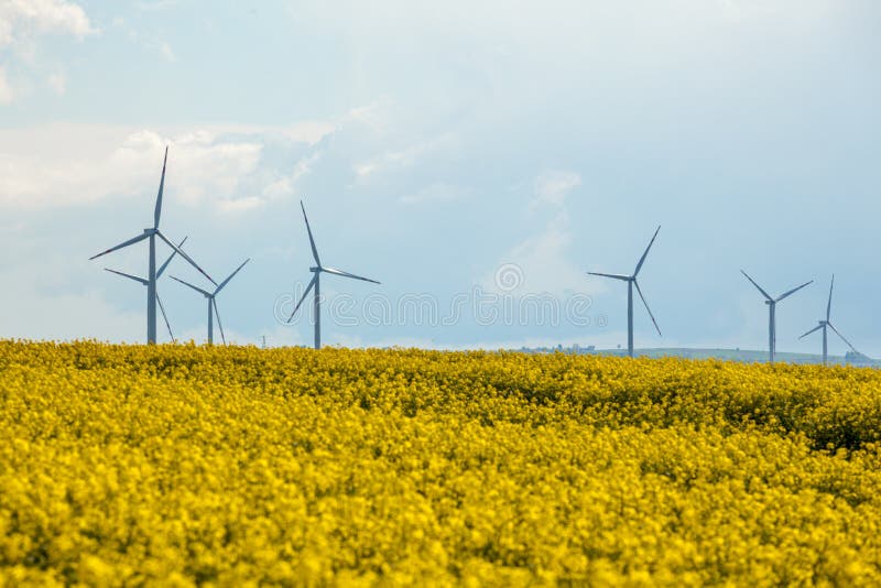 Wind Energy Turbines on Yellow Field Stock Photo - Image of beautiful ...