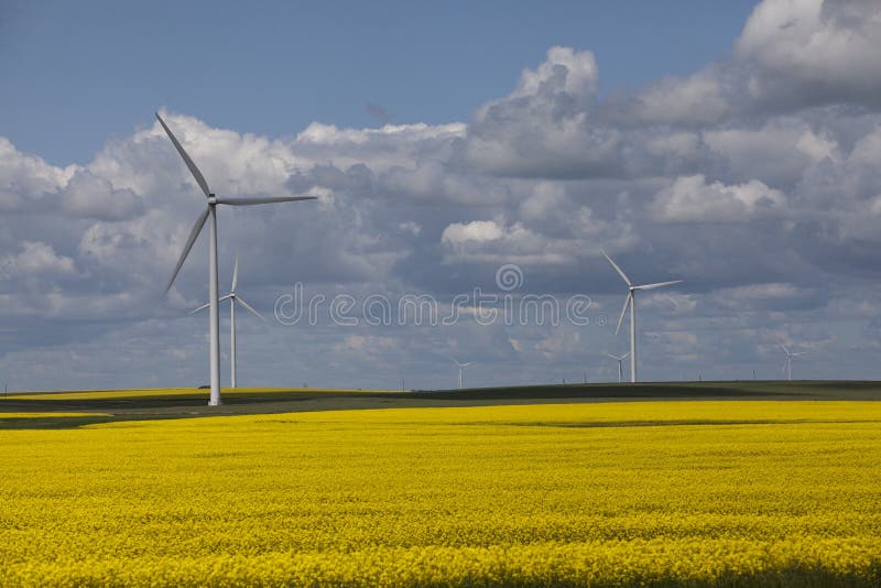 Wind Farm stock photo. Image of brassicaceae, america - 12320224