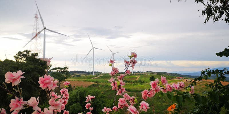 Wind Farm and Cherry Blossom Stock Image - Image of farm, bossom: 187094377