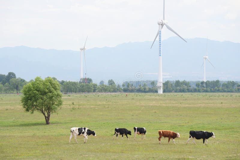 Wind Farm and Rancher with Cow Editorial Stock Image - Image of farm ...