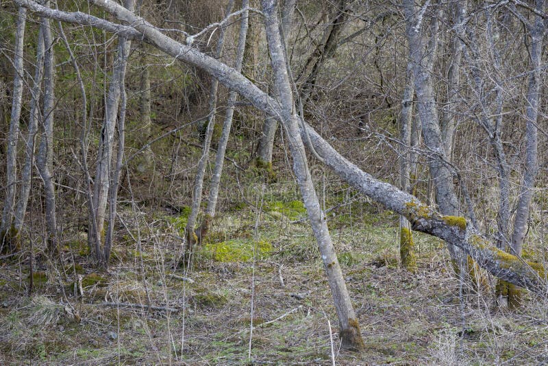 Wind-felled Tree Covered with Moss in Mixed Forest Stock Photo - Image ...