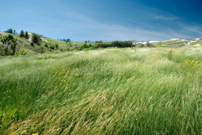 Wind in the field stock photo. Image of grassland, meadow - 11651082